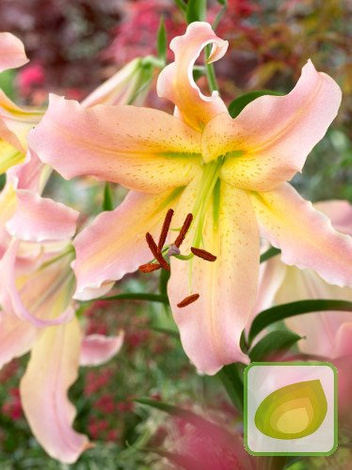 Lilia (Lilium) Elusive - - Sklep ogrodniczy Kwiatyllo.pl - Cebulki kwiatowe