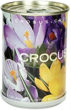 Dzielżan (Helenium) 'Hot Lava' - - Sklep ogrodniczy Kwiatyllo.pl ...