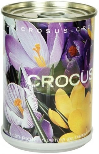 Dzielżan (Helenium) 'Hot Lava' - - Sklep ogrodniczy Kwiatyllo.pl ...